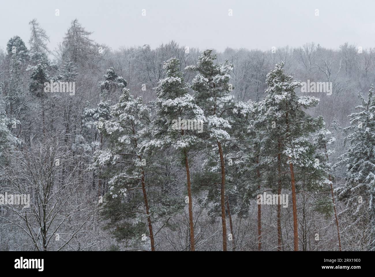 The Schönbuch Nature Park in the Stuttgart Region, During Winter Stock ...