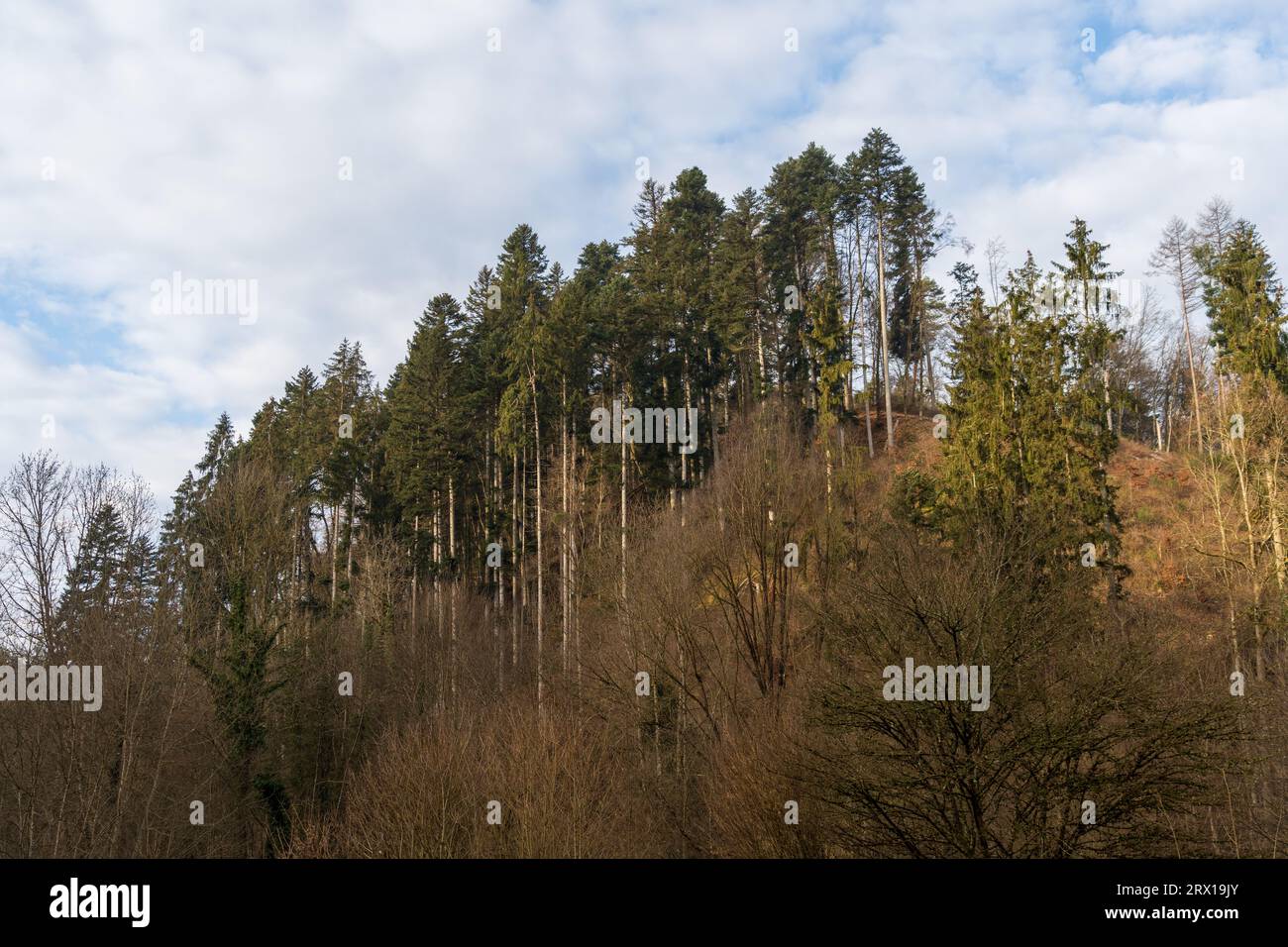 The Waldeck Castle, the Ruins of Waldeck in Baden-Württemberg, Germany ...