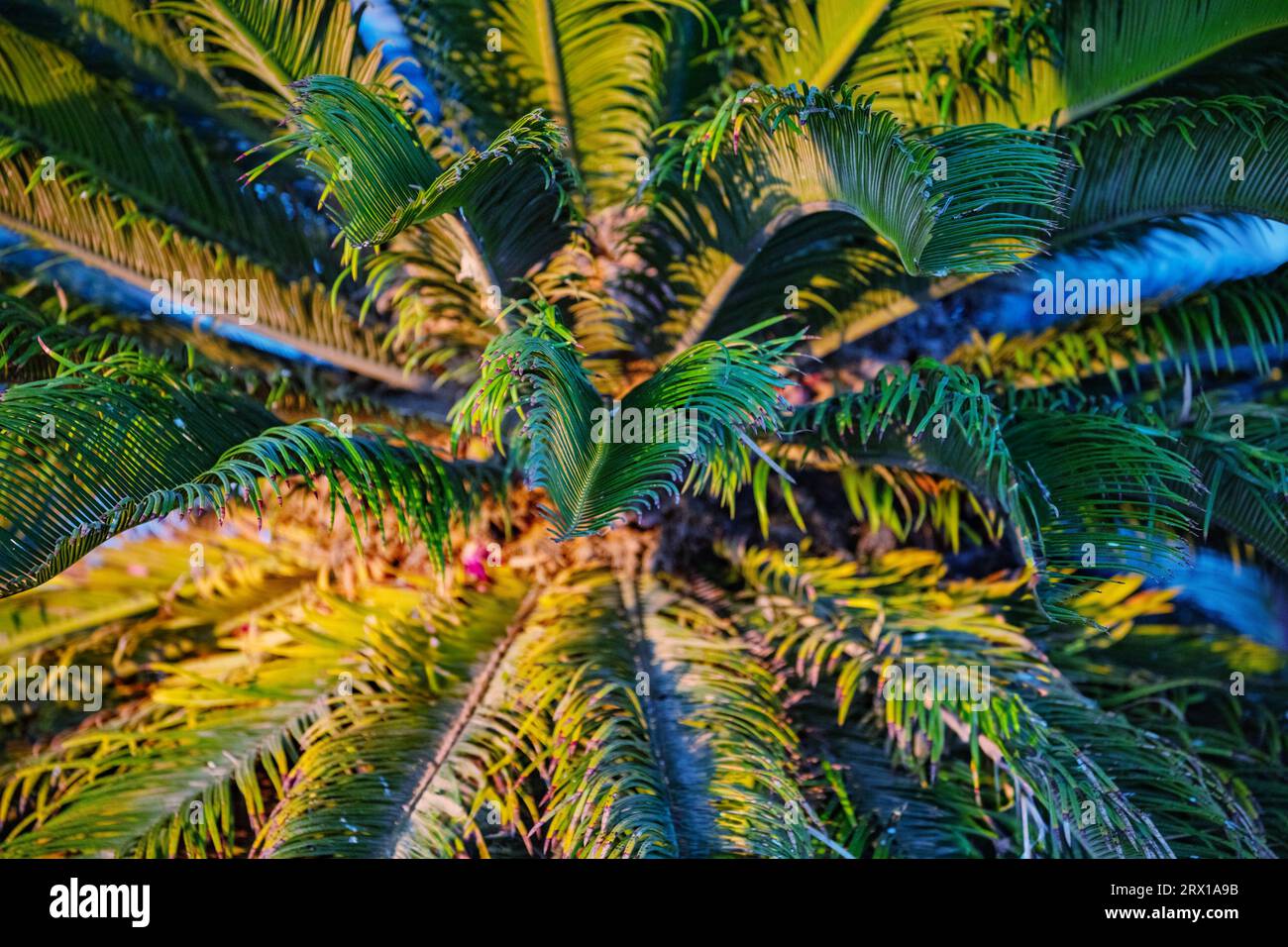 Detailed image of Trachycarpus palm leaves radiating from stem Stock ...