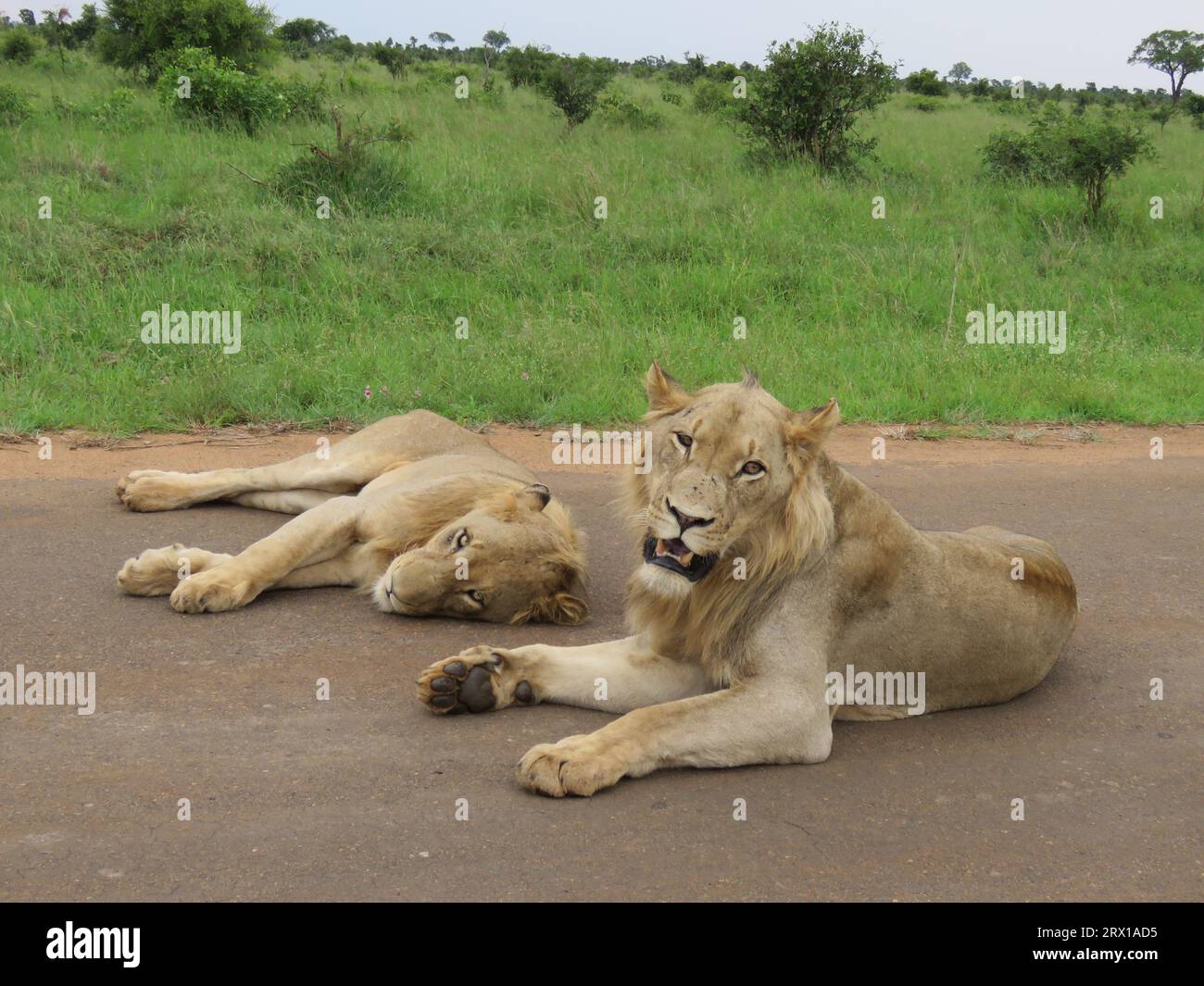 The lion brothers noticing the camera. KRUGER NATIONAL PARK, SOUTH ...