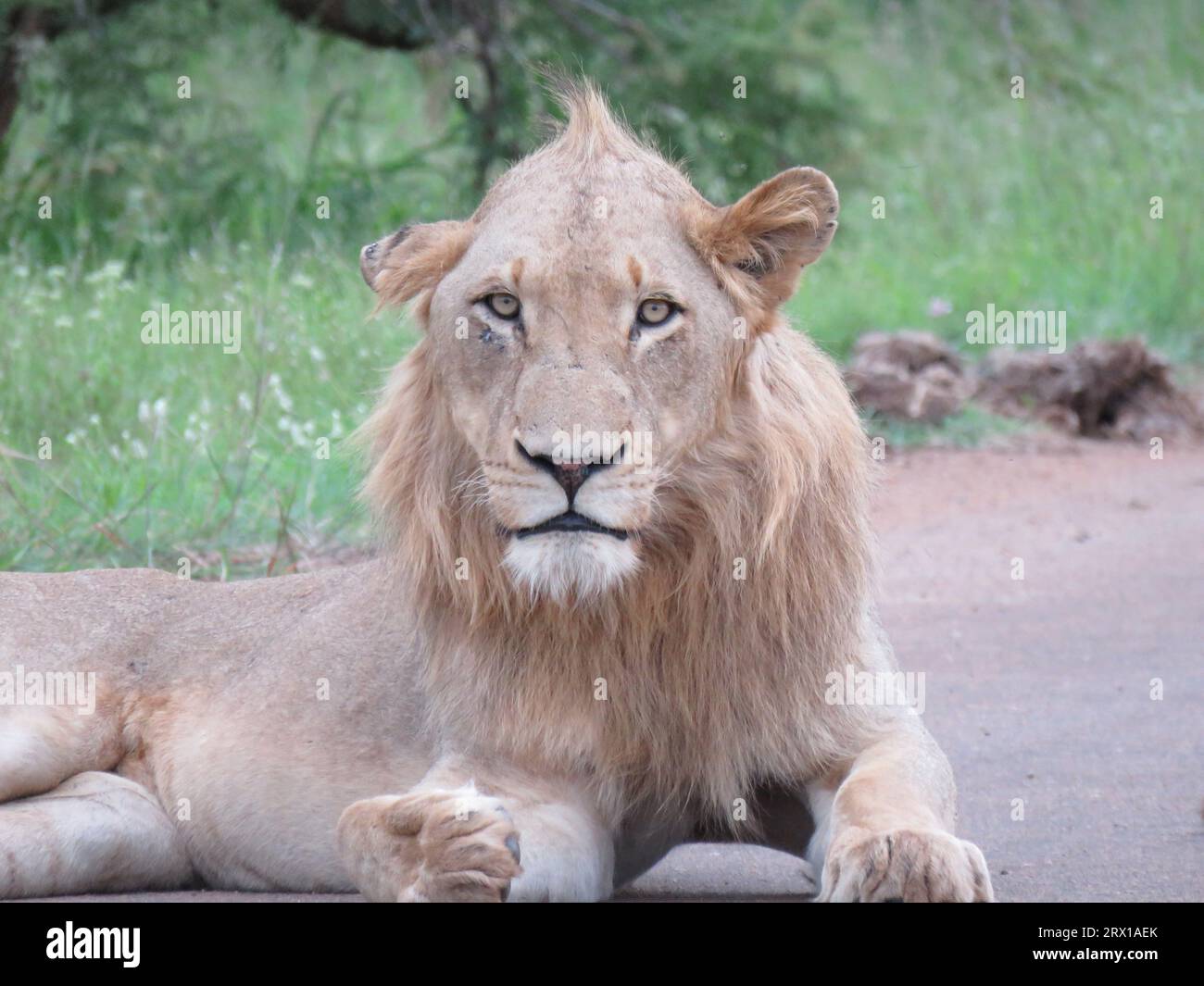 Fashionable lion. KRUGER NATIONAL PARK, SOUTH AFRICA: THIS STYLISH ...