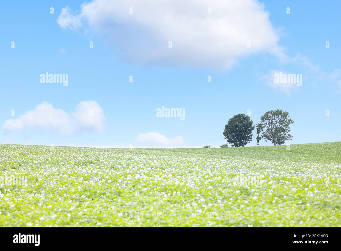 Child tree hi-res stock photography and images - Alamy