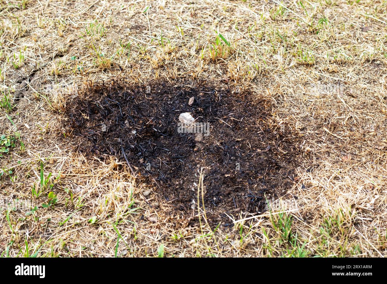 Burnt dry grass close up, abstract background or texture Stock Photo ...