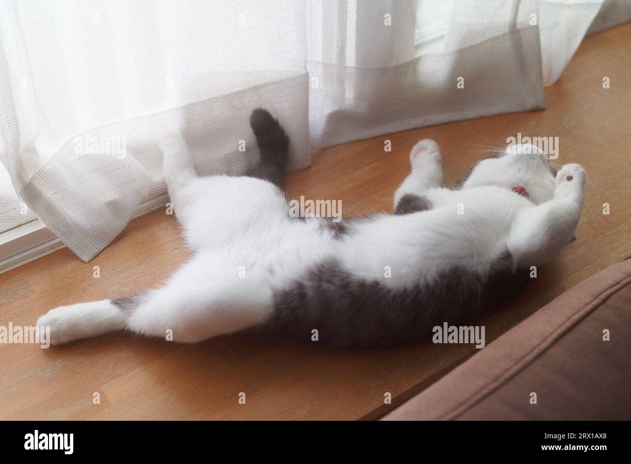 Cat Sleeping on Back Stock Photo - Alamy