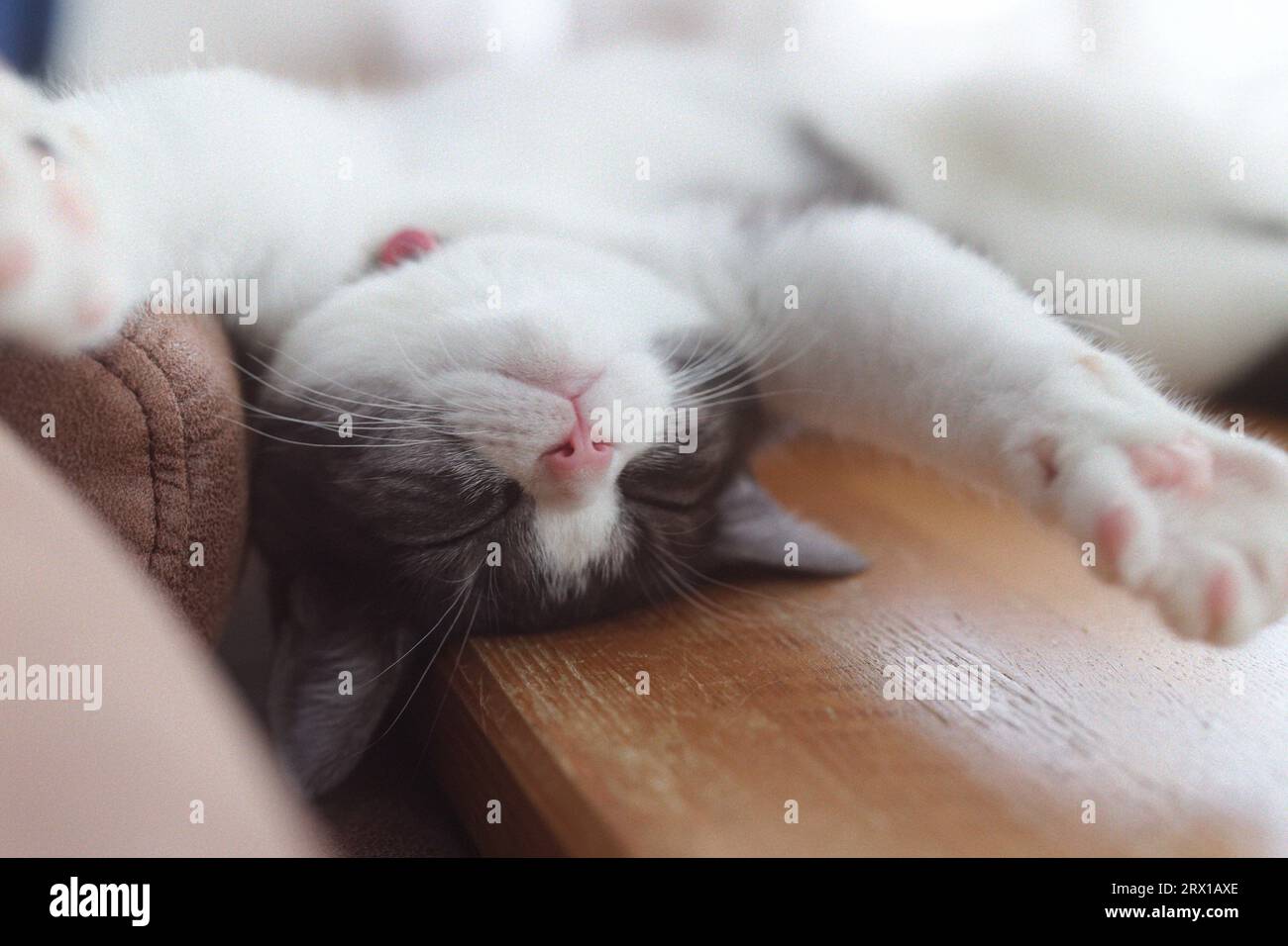 Cat Sleeping on Back Stock Photo - Alamy