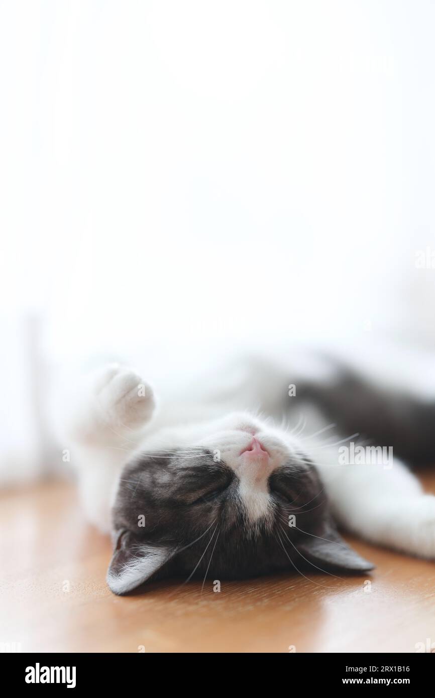 Cat Sleeping on Back Stock Photo - Alamy
