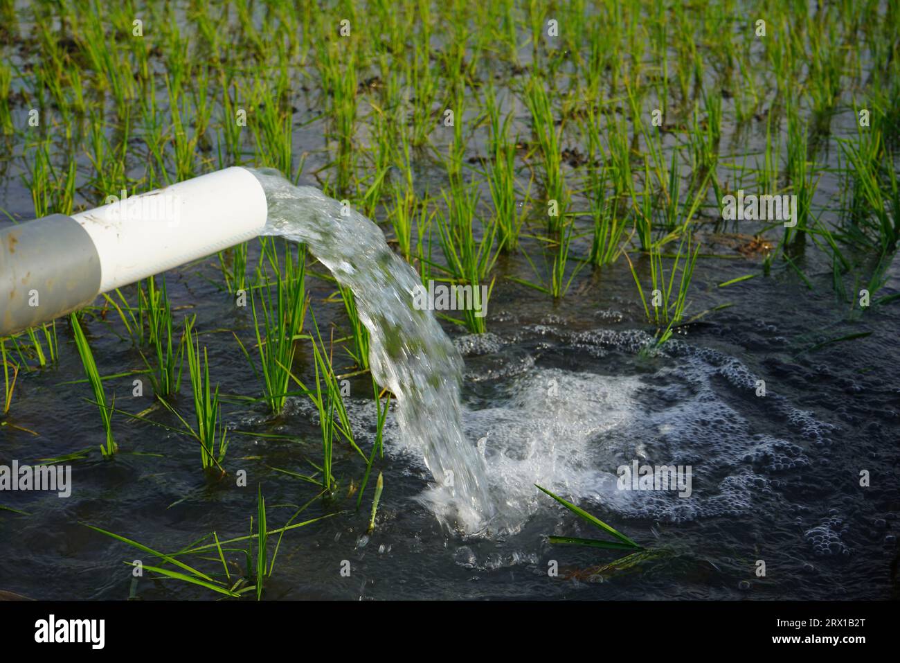 Wheat plants are being irrigated by water jet. Irrigation of rice ...