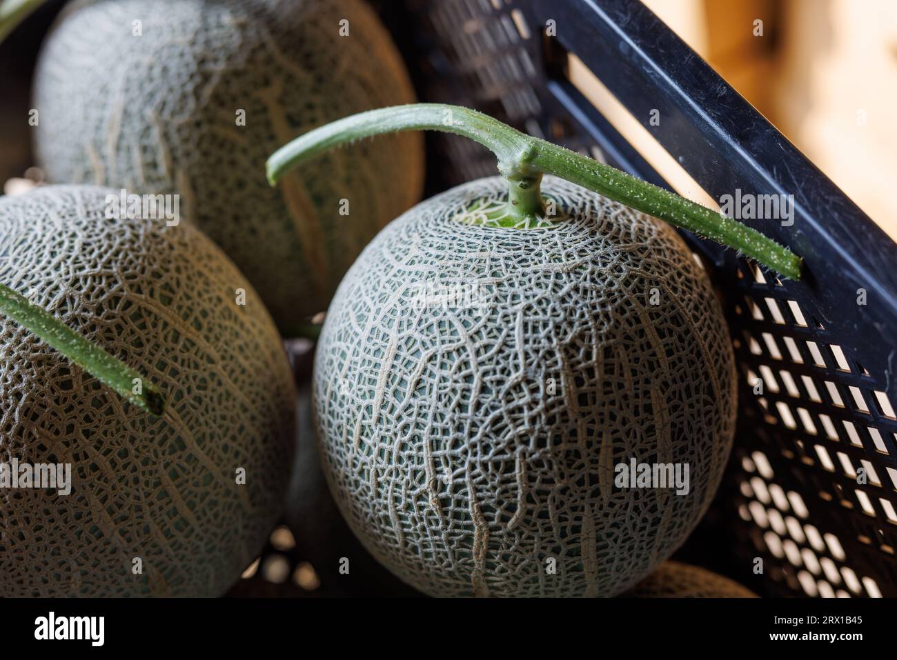 Hokkaido japan furano melon hi-res stock photography and images - Alamy