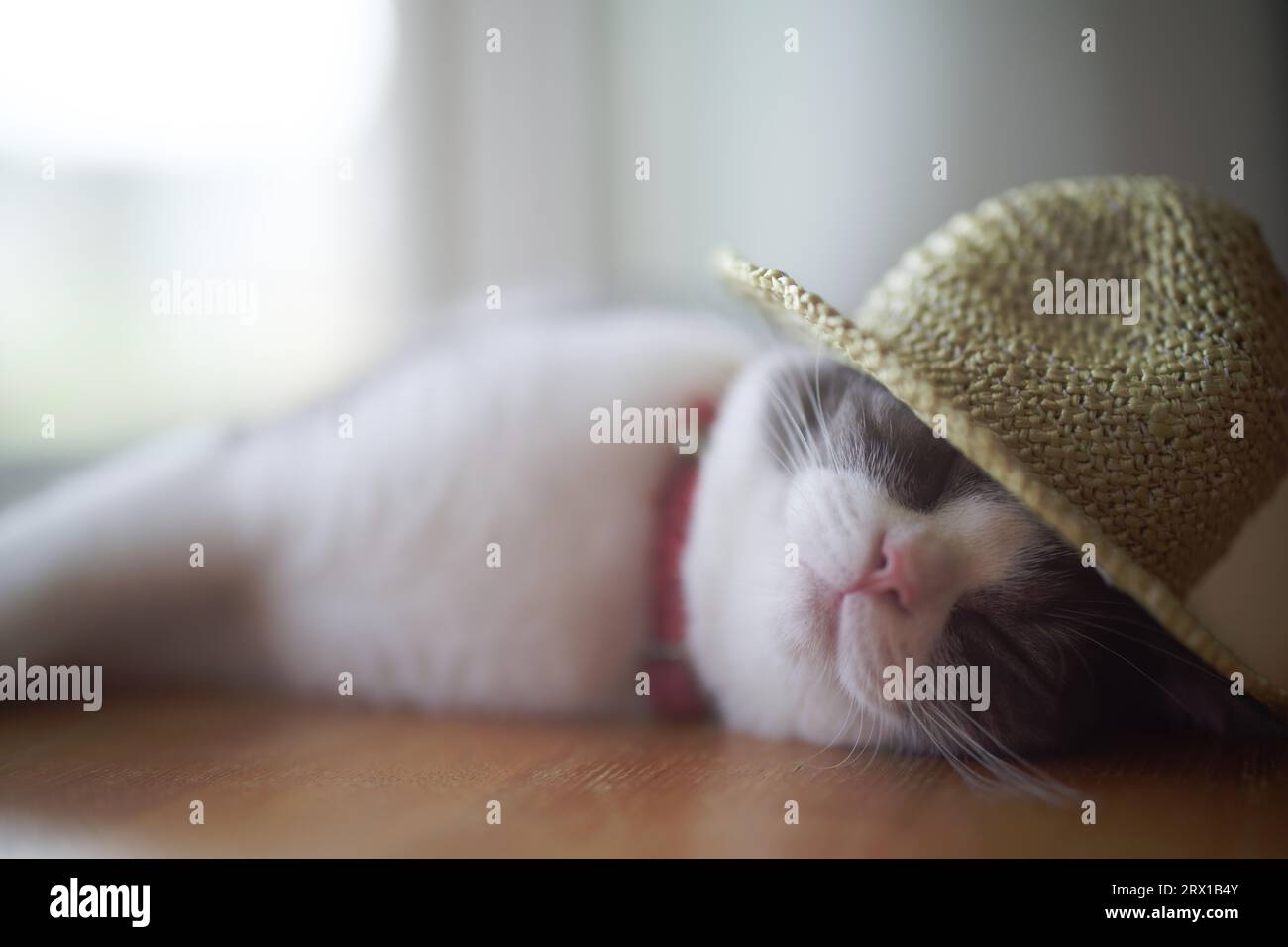 Cat Sleeping on Back Stock Photo - Alamy