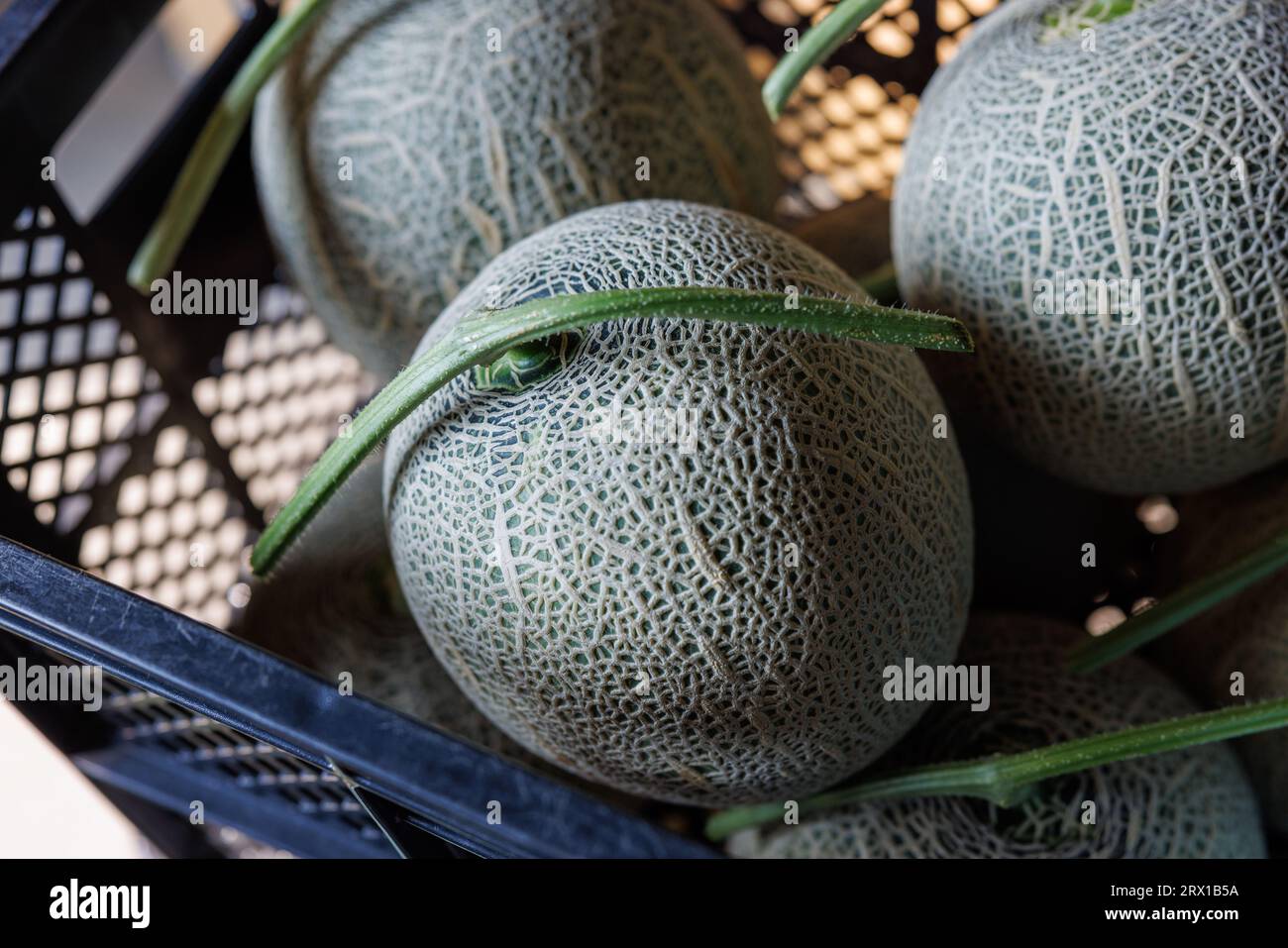 Yubari melon hi-res stock photography and images - Alamy