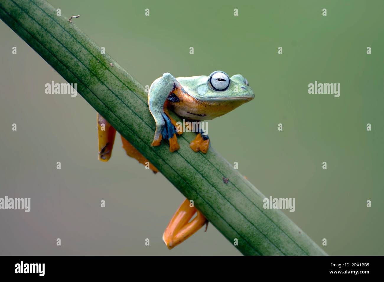 Brown green tree frog in hi-res stock photography and images - Alamy