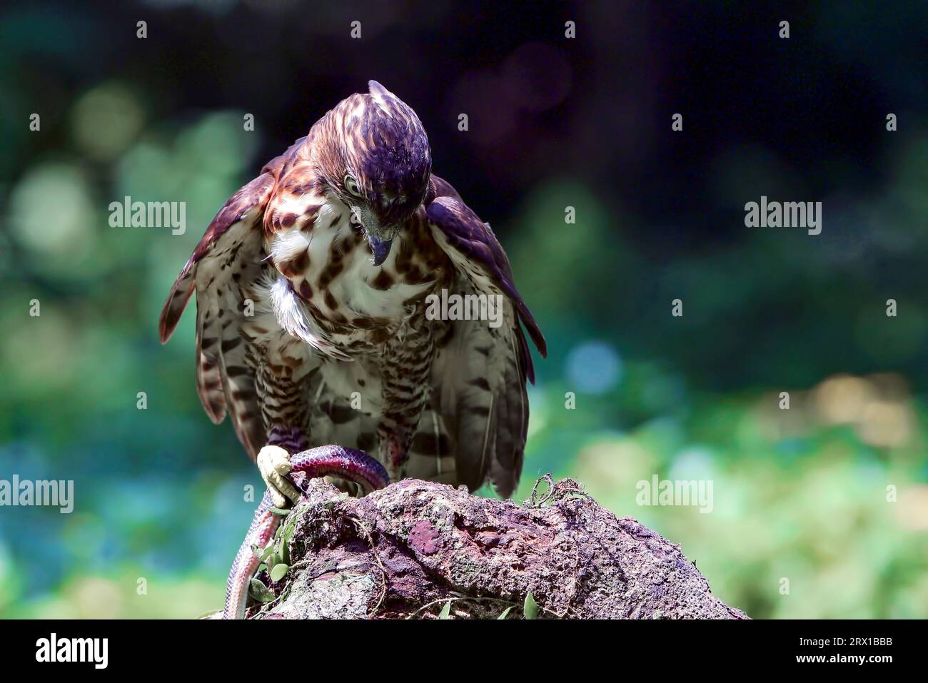 Crested goshawk with its prey Stock Photo - Alamy
