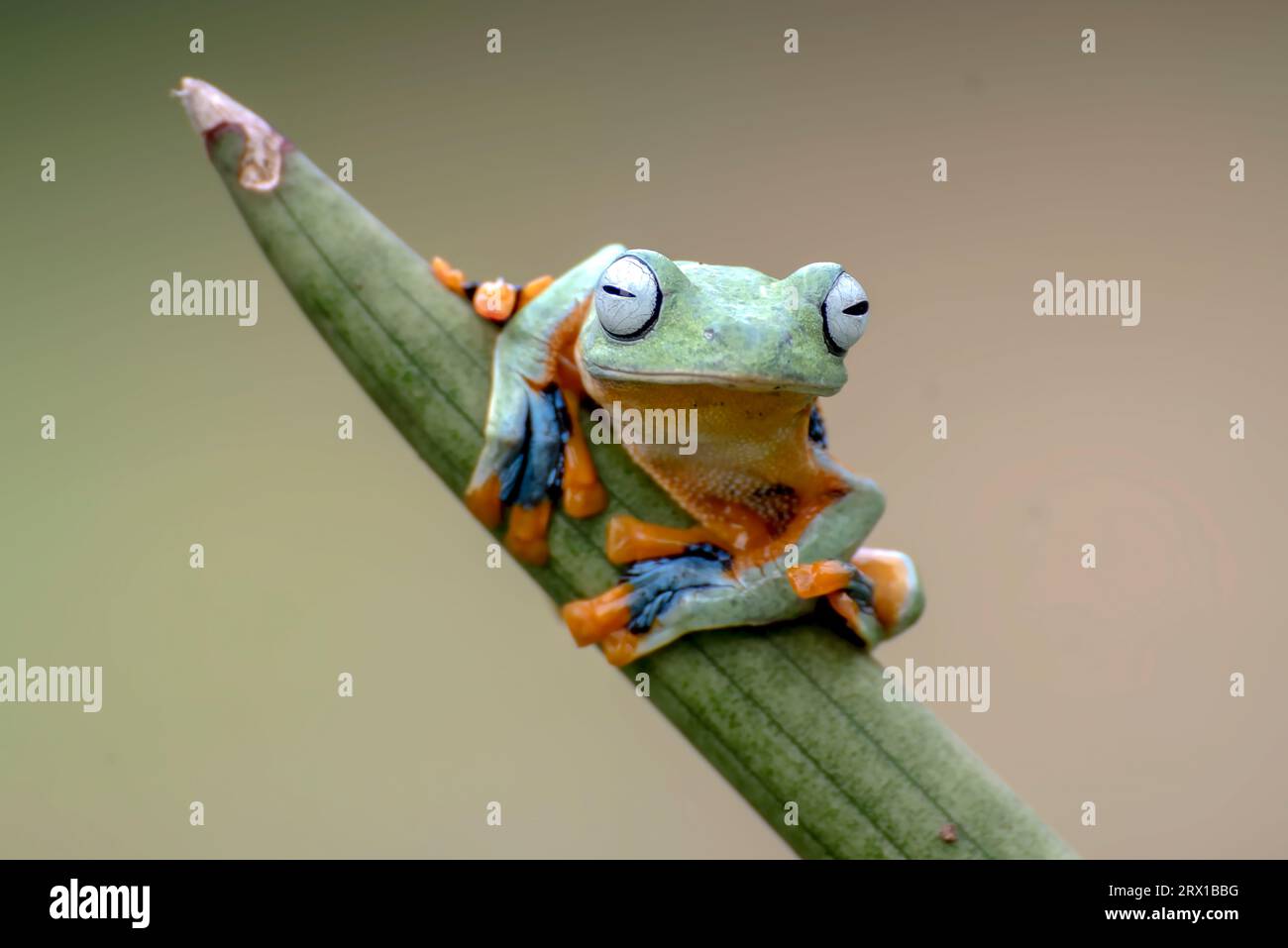 Green tree flying frog in their environment Stock Photo - Alamy