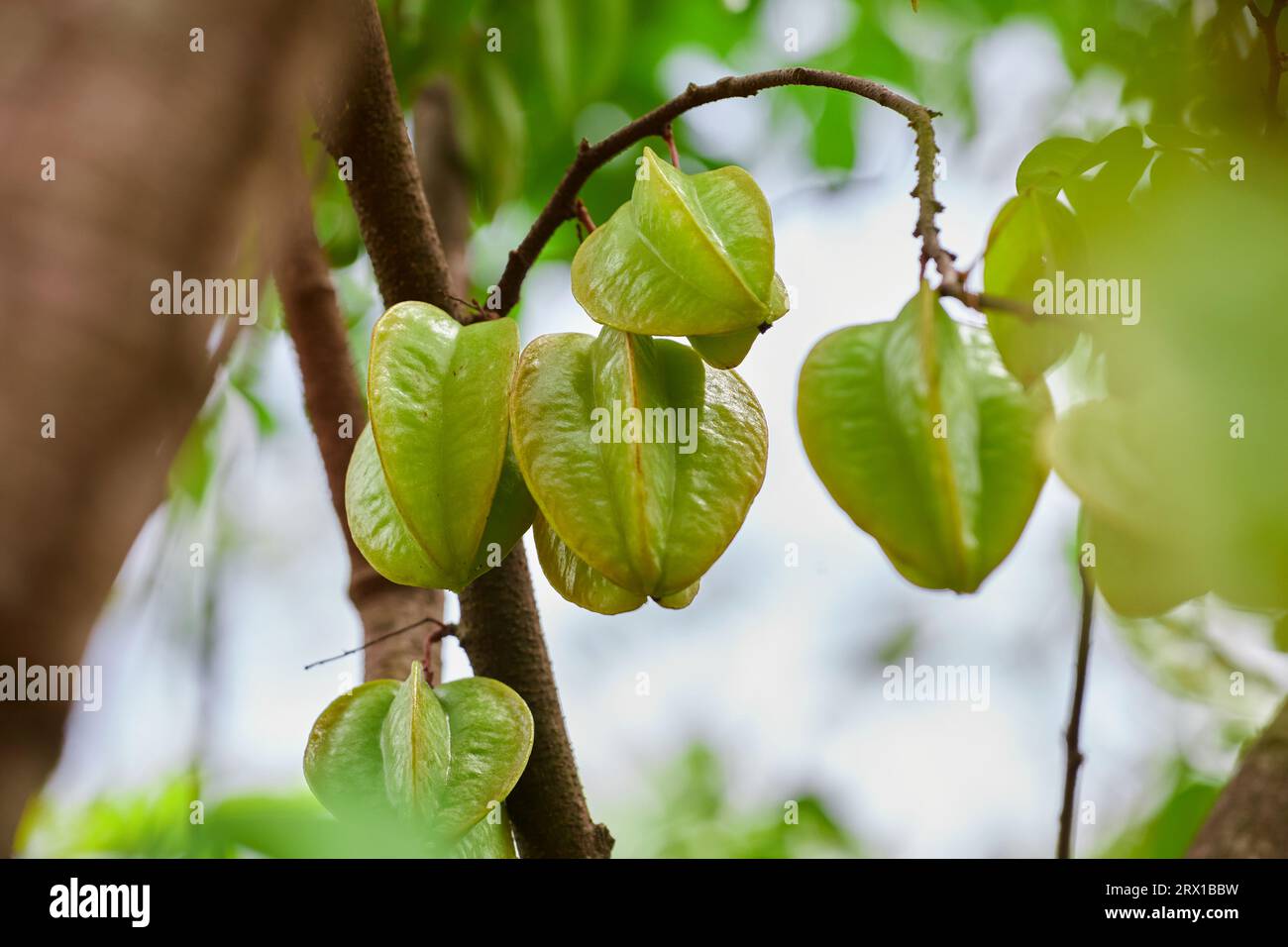 Star apple tree hi-res stock photography and images - Alamy
