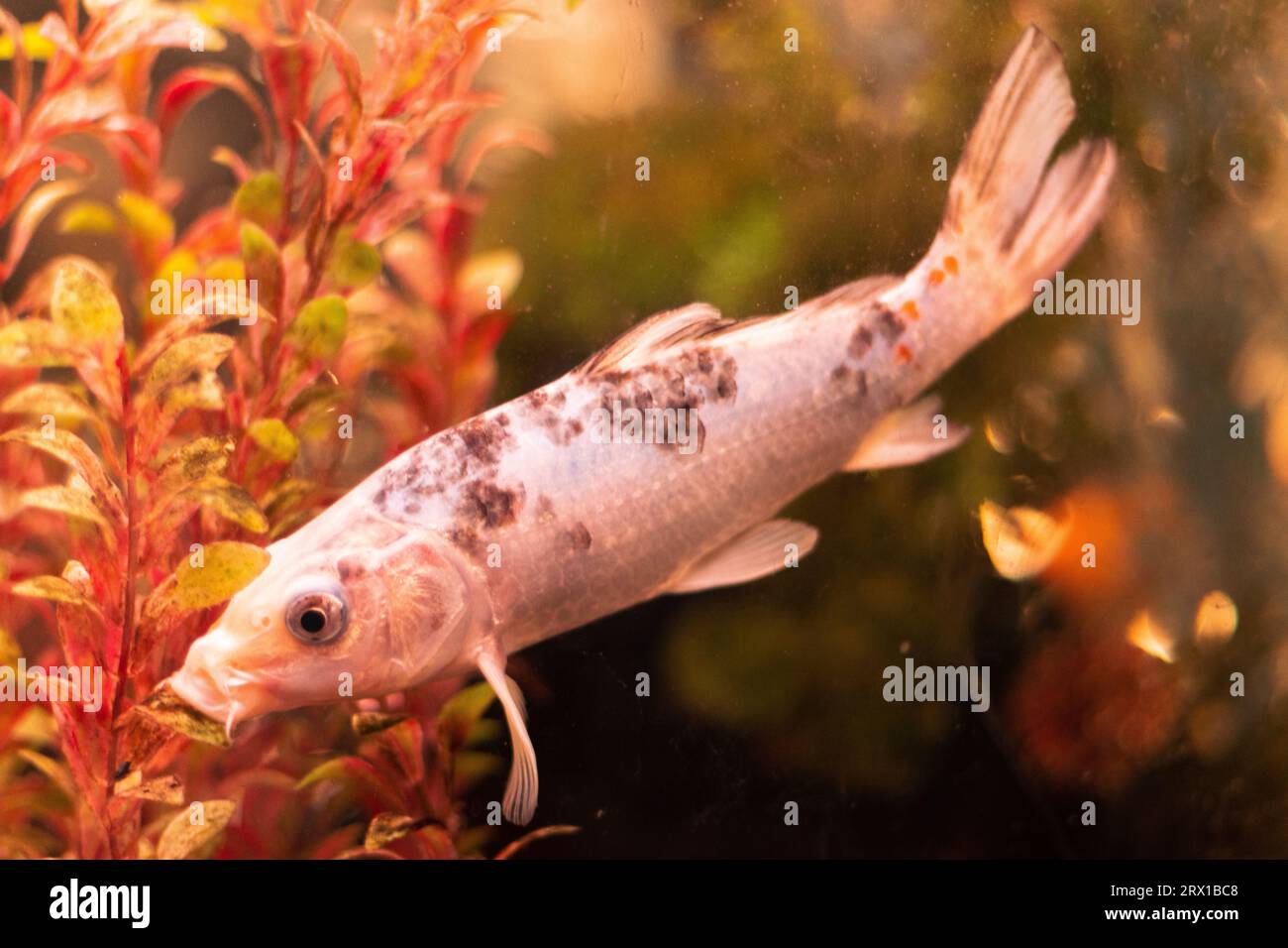 Beautiful fish hi-res stock photography and images - Alamy