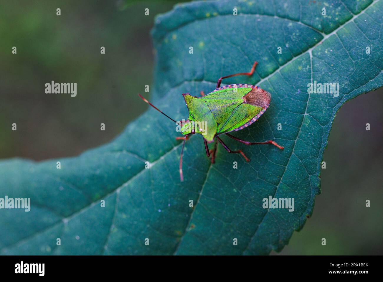 Harlequin bug hi-res stock photography and images - Alamy