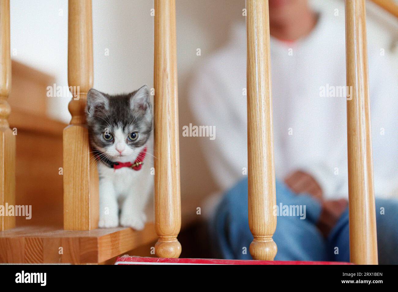 Cat on the Steps Stock Photo - Alamy