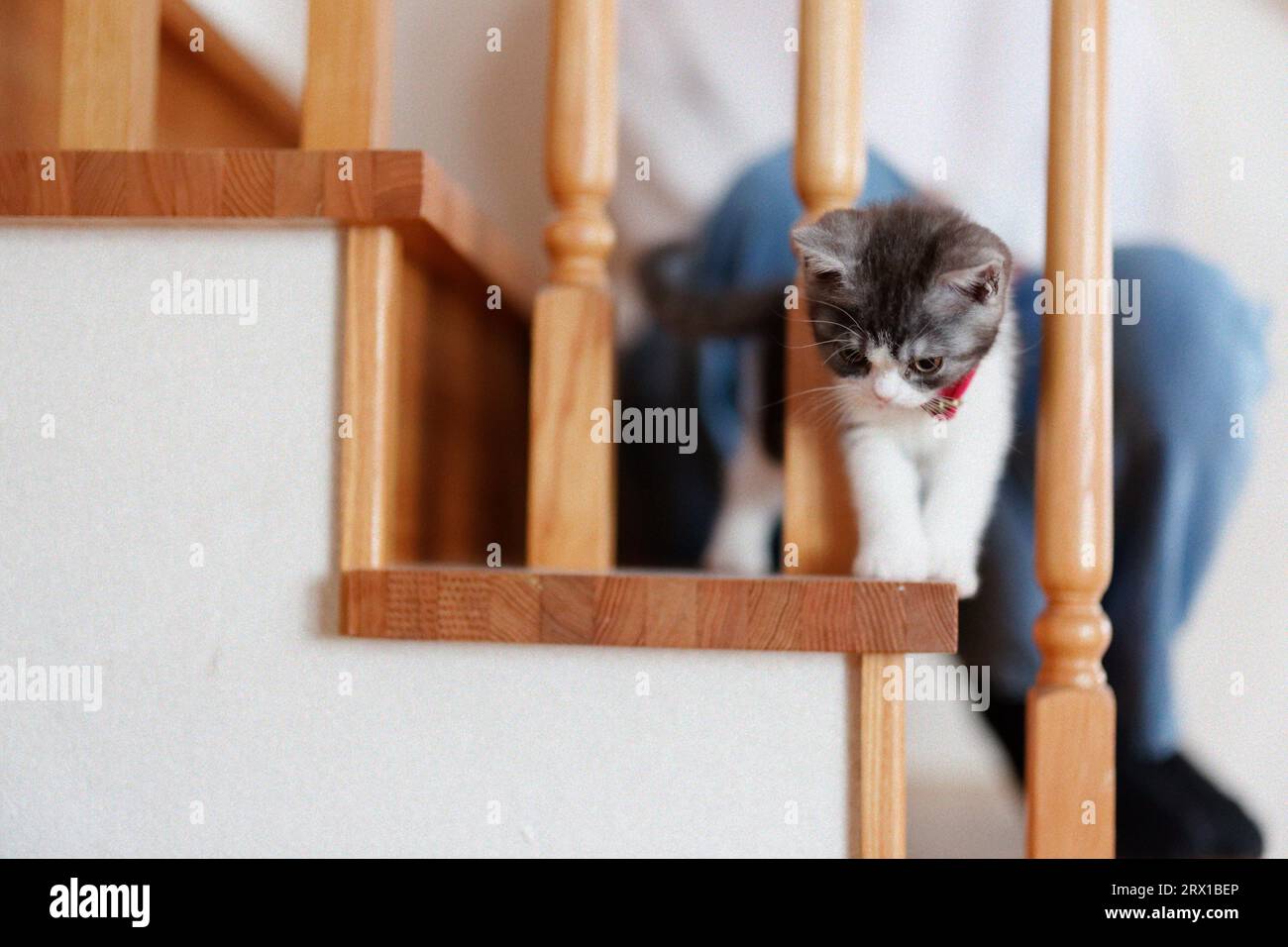 Cat on the Steps Stock Photo - Alamy