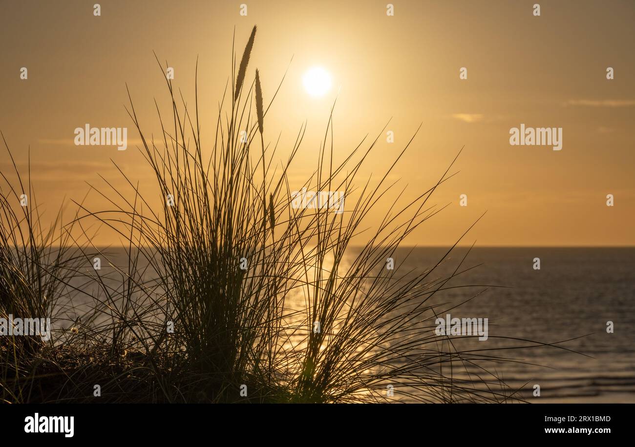 Serene Sunset, Reed Silhouette on the Beach by the Ocean Stock Photo ...