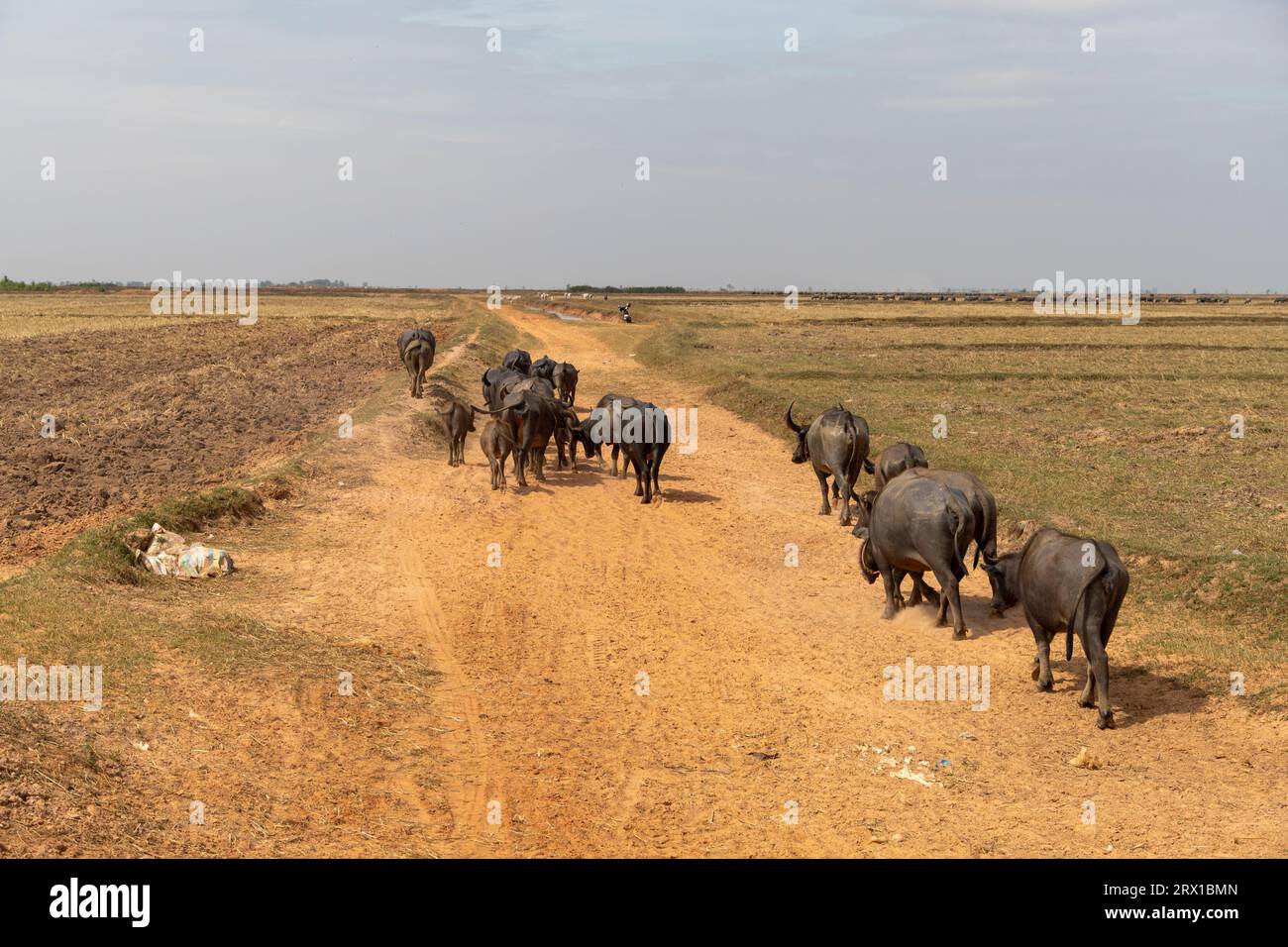 Cambodian landscape hi-res stock photography and images - Alamy