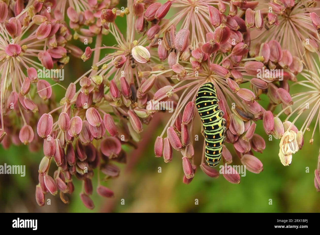 Last Instar Larva of Old World Swallowtail Stock Photo - Alamy