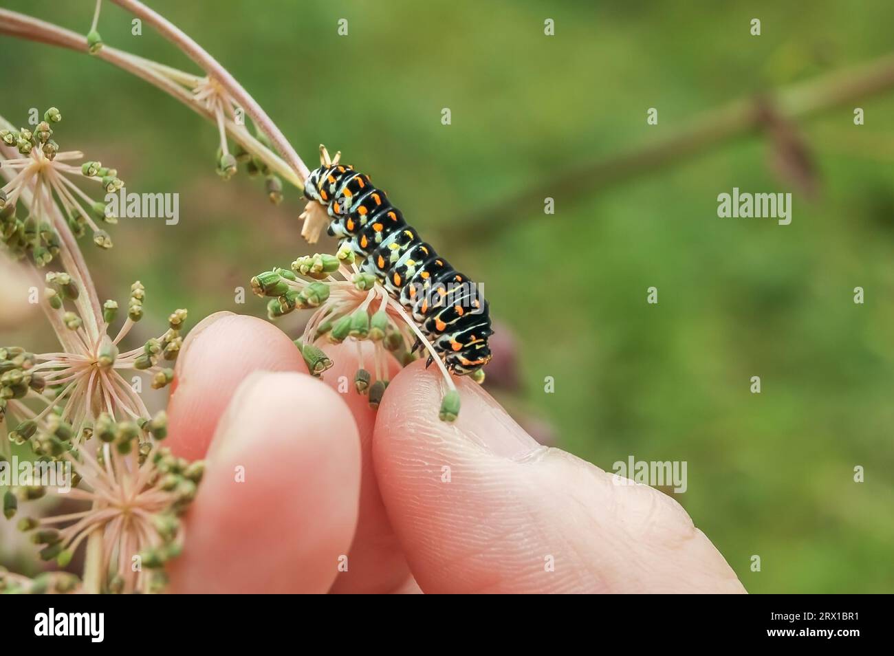 Mid instar larva hi-res stock photography and images - Alamy