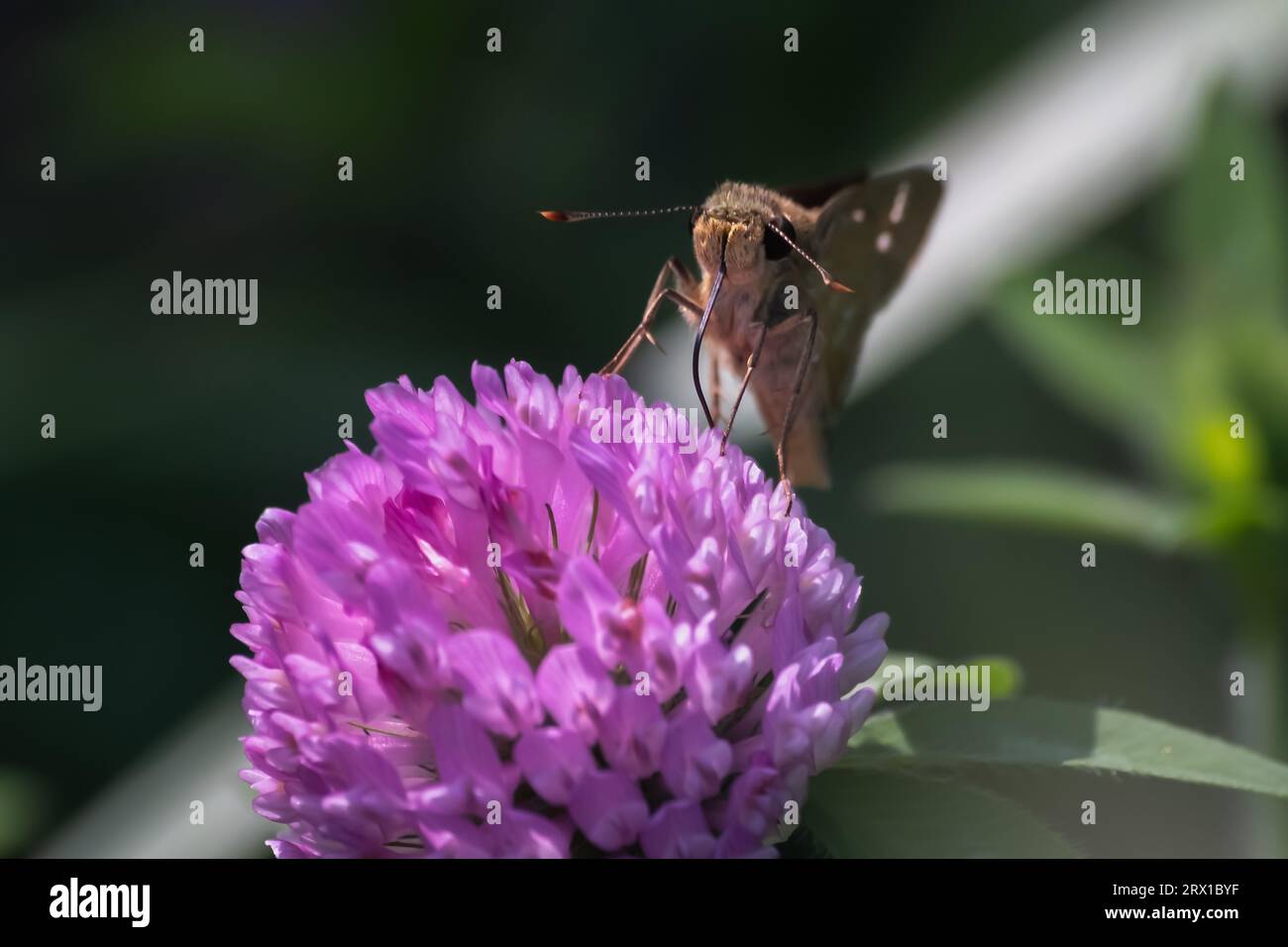 Parnara hi-res stock photography and images - Alamy