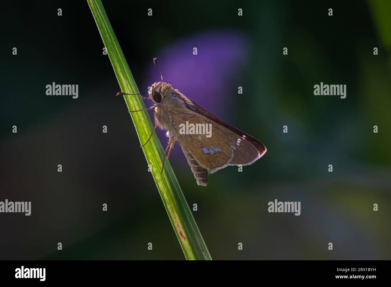 Parnara hi-res stock photography and images - Alamy