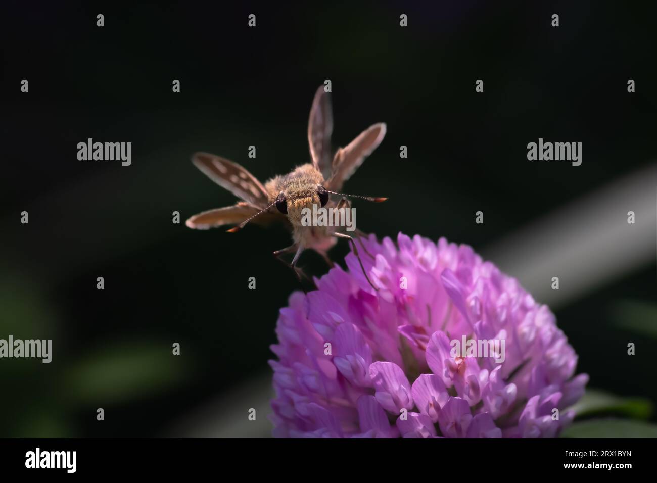 Parnara hi-res stock photography and images - Alamy