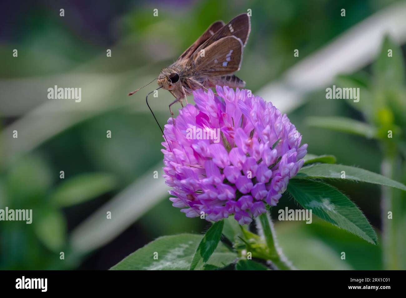 Parnara hi-res stock photography and images - Alamy