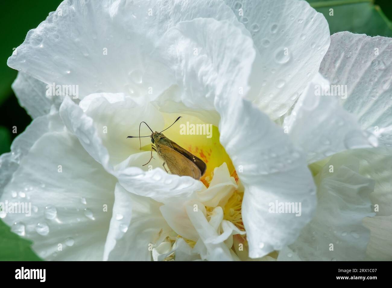 Parnara hi-res stock photography and images - Alamy