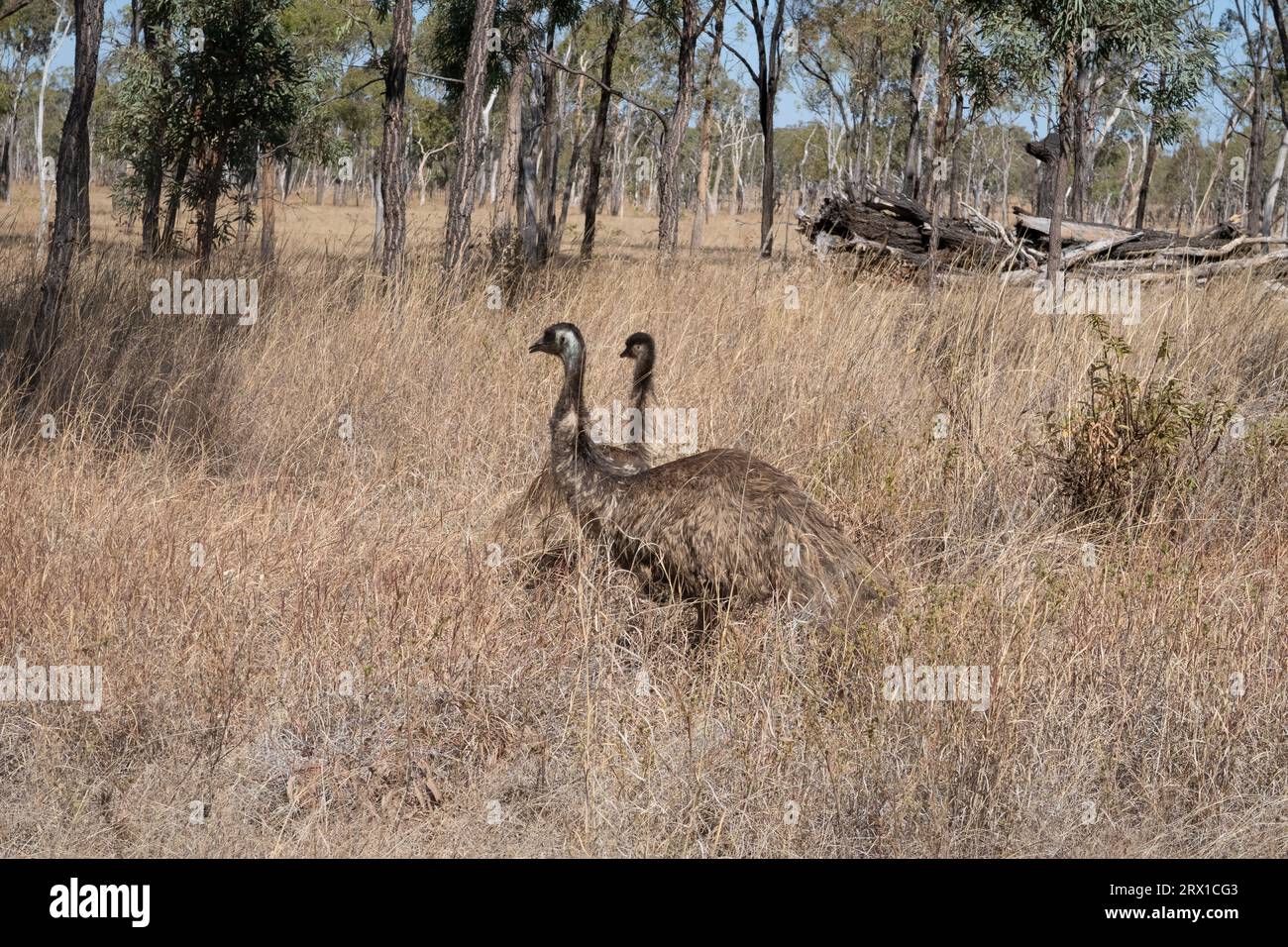 two large wild emu's walking through tall grass in outback western ...