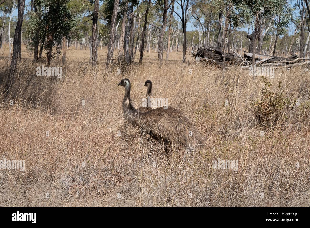 two large wild emu's walking through tall grass in outback western ...