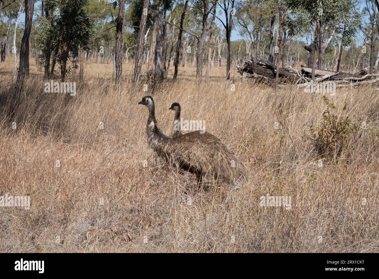 two large wild emu's walking through tall grass in outback western ...