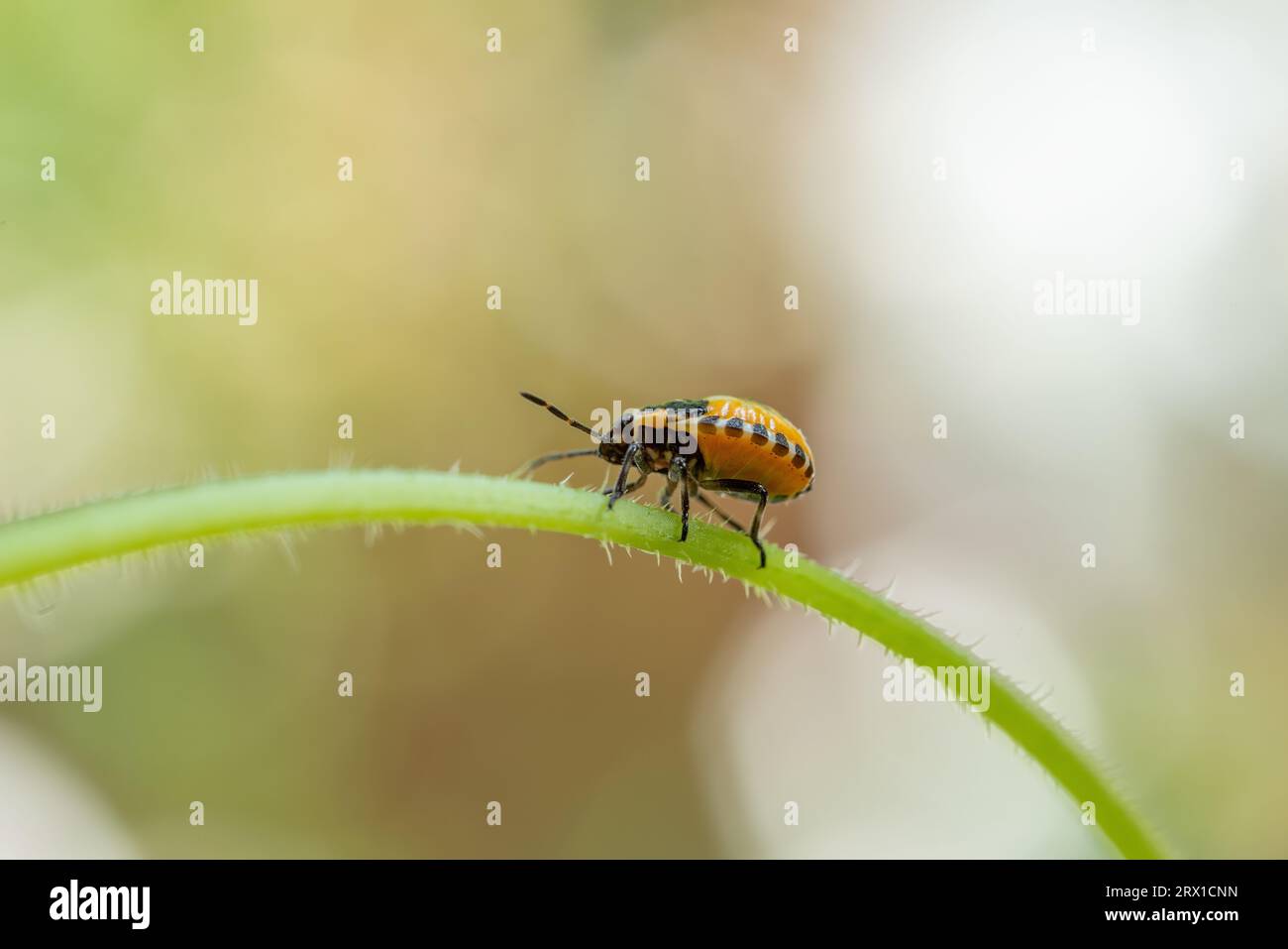 Eurydema dominulus hi-res stock photography and images - Alamy