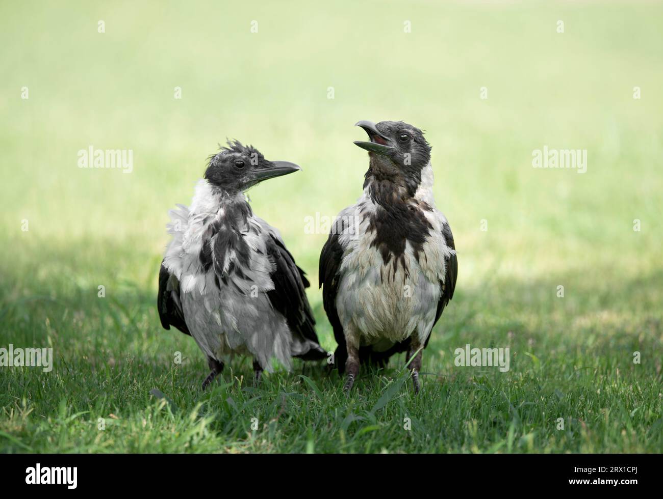 Portrait of two ravens sitting on the grass Stock Photo - Alamy