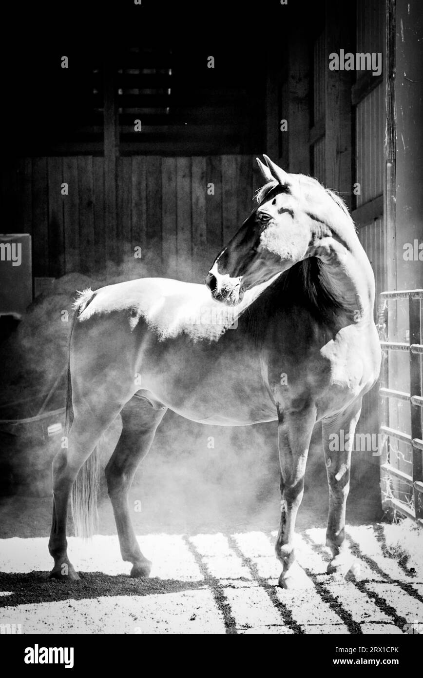Black and white Horse in the sunlight with dust rising up Stock Photo ...