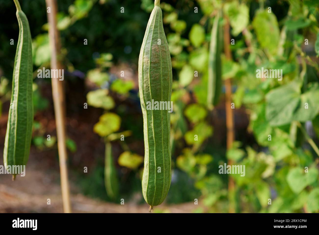 The square zucchini or angled loofah on the bamboo trellis Stock Photo ...