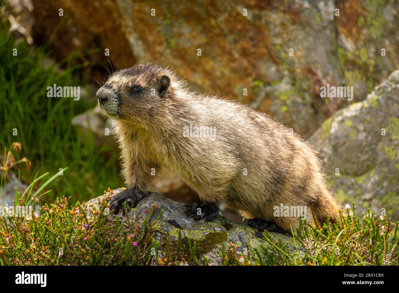 Marmota marmota people hi-res stock photography and images - Alamy