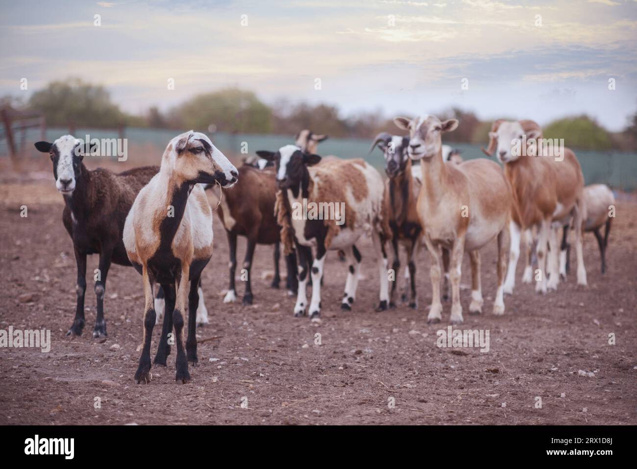 Flock of Sheep on Ranch Stock Photo - Alamy