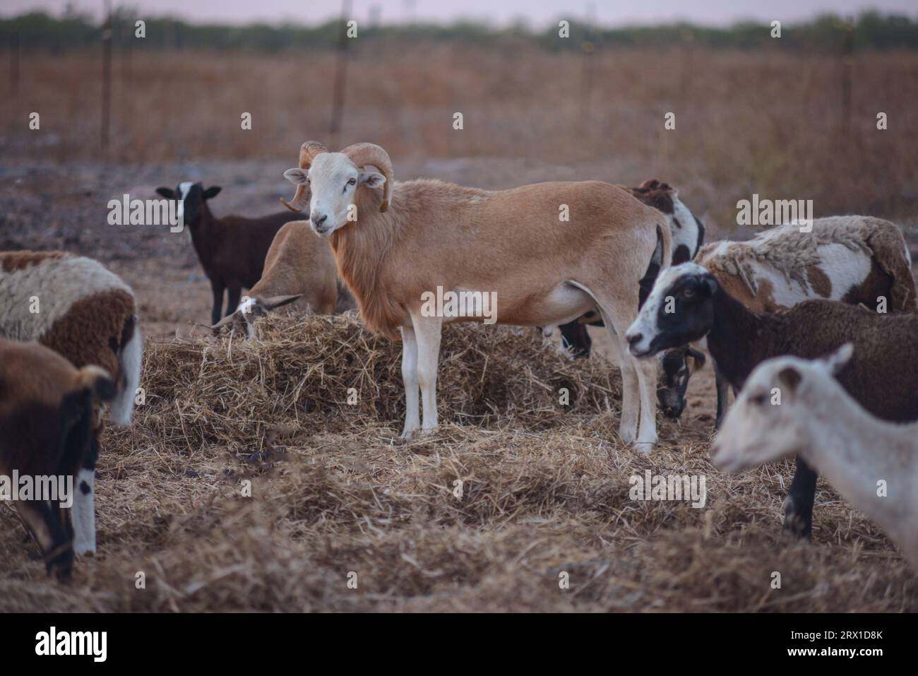 Ram Standing in Center of Sheep Flock Stock Photo - Alamy