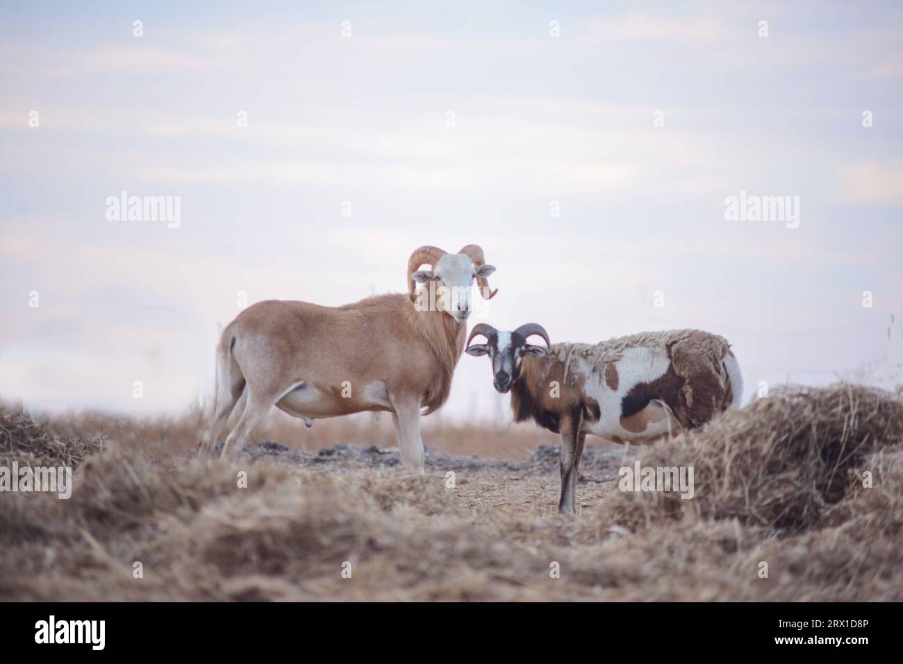 Ram and Ewe Sheep Standing in Hay Stock Photo - Alamy