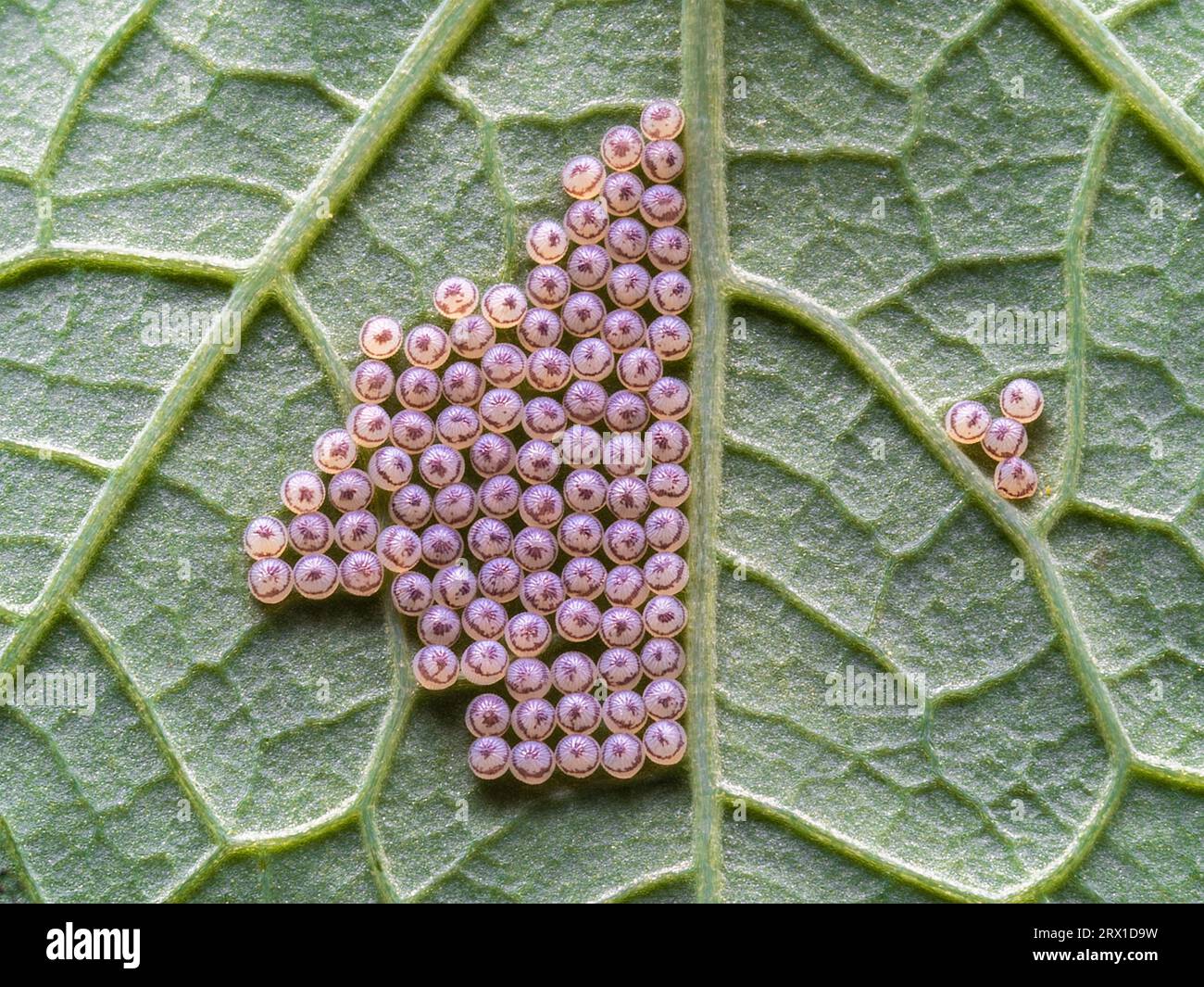 Cabbage moth hi-res stock photography and images - Alamy
