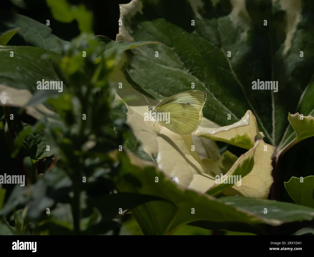 Small Cabbage White Stock Photo - Alamy