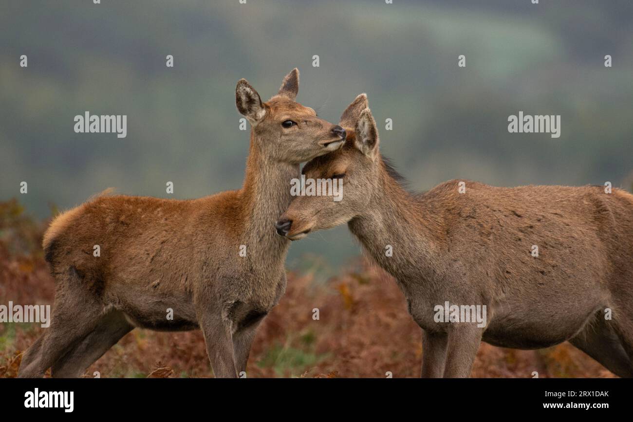 Two deer in an intimate forehead pose captured. LEICESTERSHIRE, UK: A ...