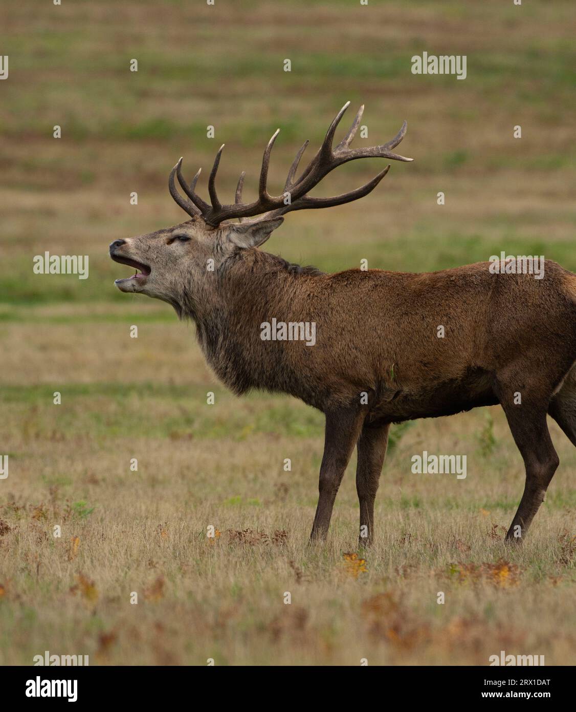 A stag with his mouth wide open, marking his territory. LEICESTERSHIRE ...