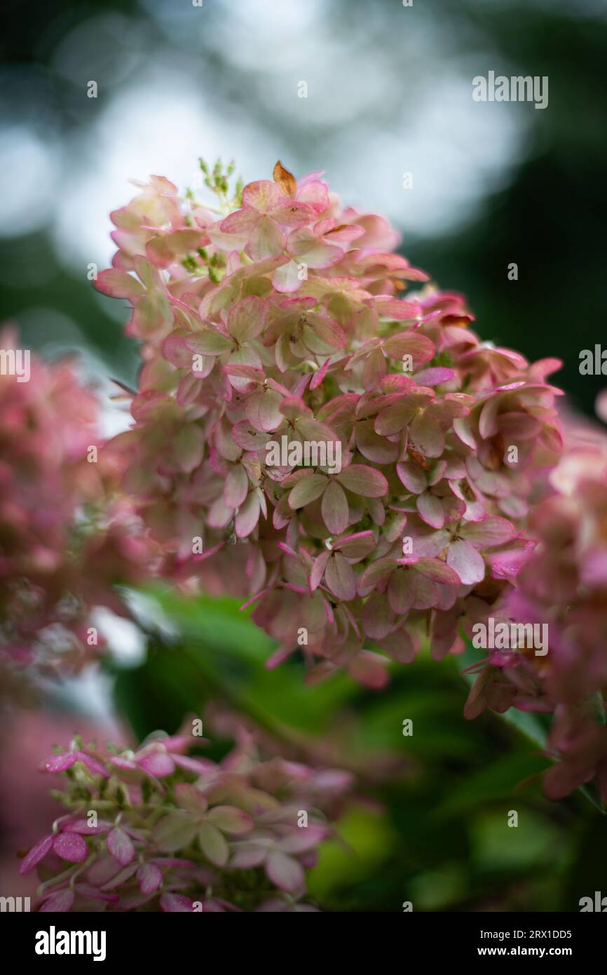 Green hydrangea hi-res stock photography and images - Alamy