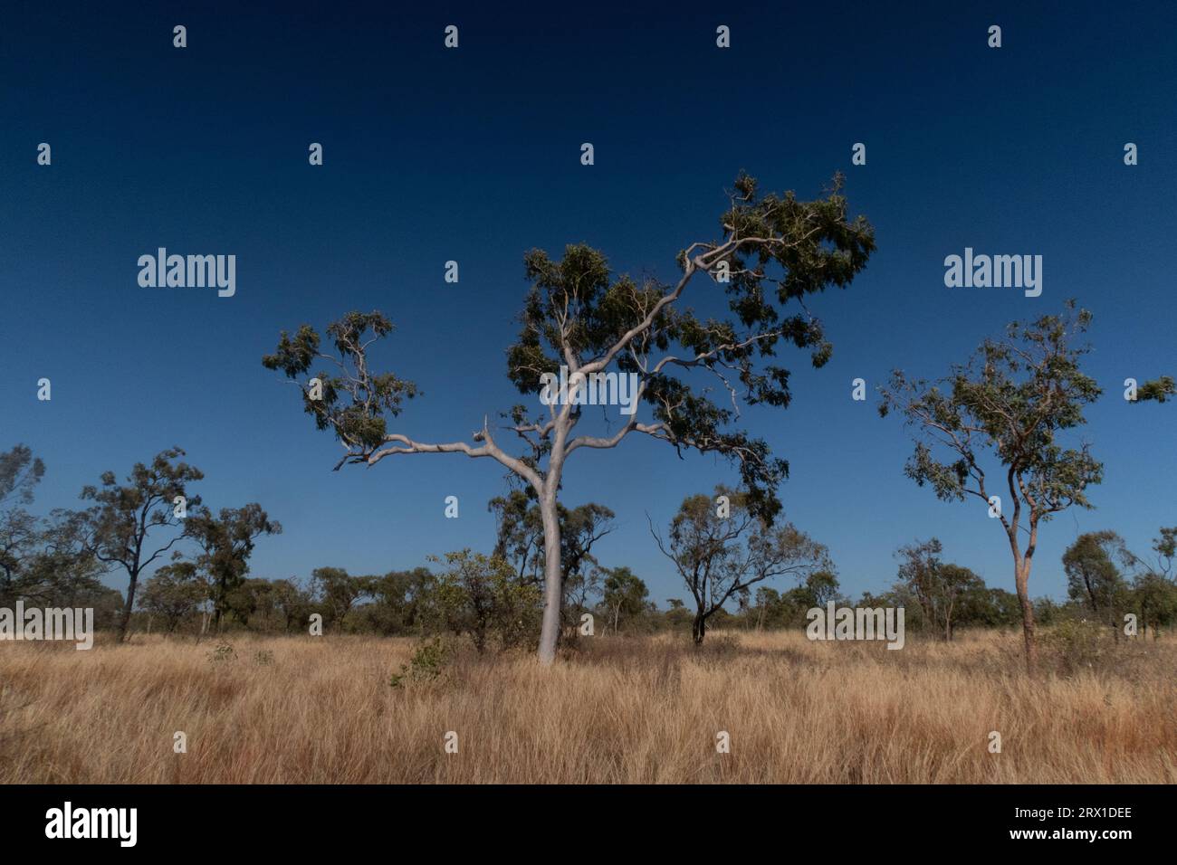 Gum trees in the savannah of western Queensland near Porcupiine Gorge ...