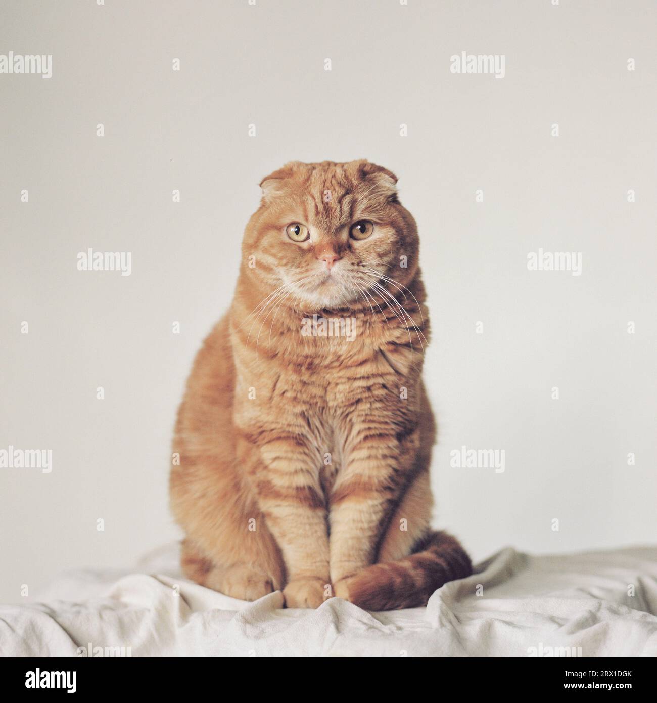 Straight-on portrait of an orange Scottish Fold cat, captured on Stock ...