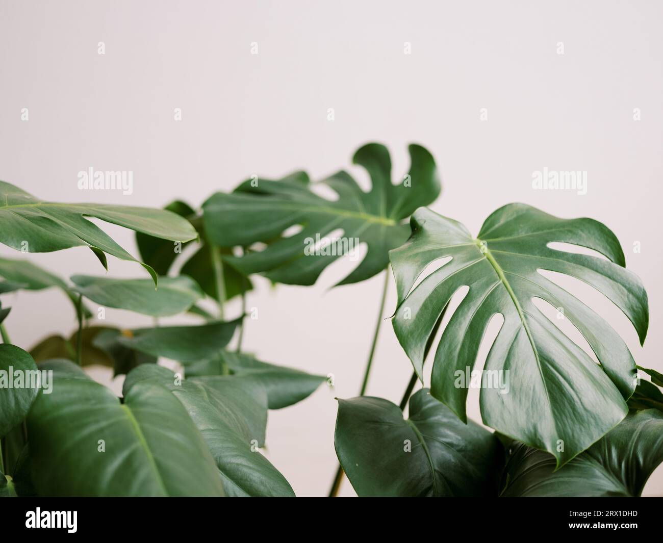 Monstera leaves on a clean white background Stock Photo - Alamy